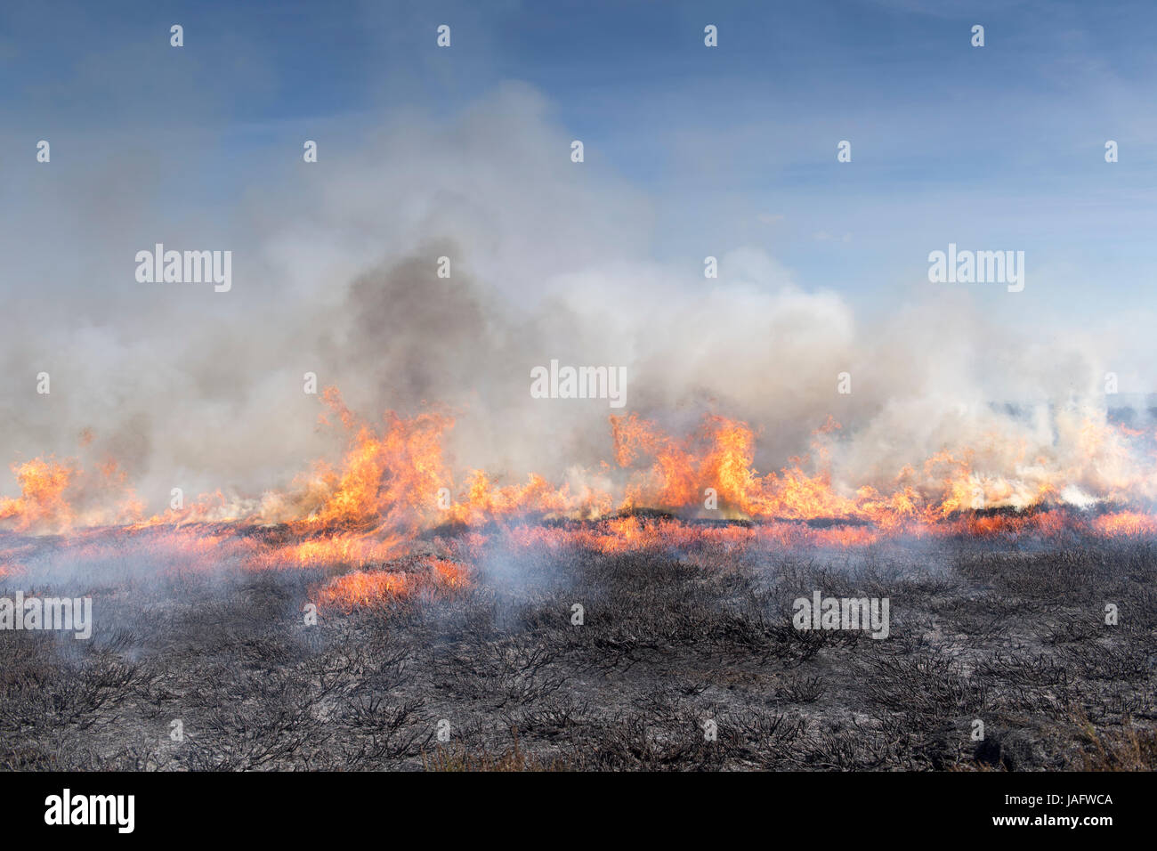 Heather burning hi-res stock photography and images - Alamy