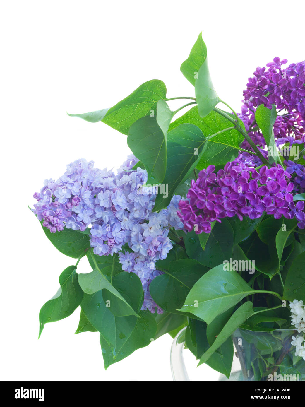 Fresh lilac flowers Stock Photo - Alamy