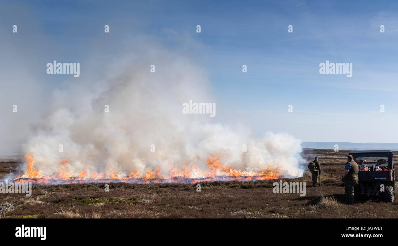Heather burning on a Grouse Moor in the Yorkshire Dales, UK Stock Photo ...