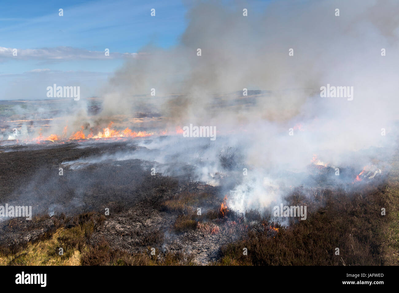 Heather burning on a Grouse Moor in the Yorkshire Dales, UK Stock Photo ...
