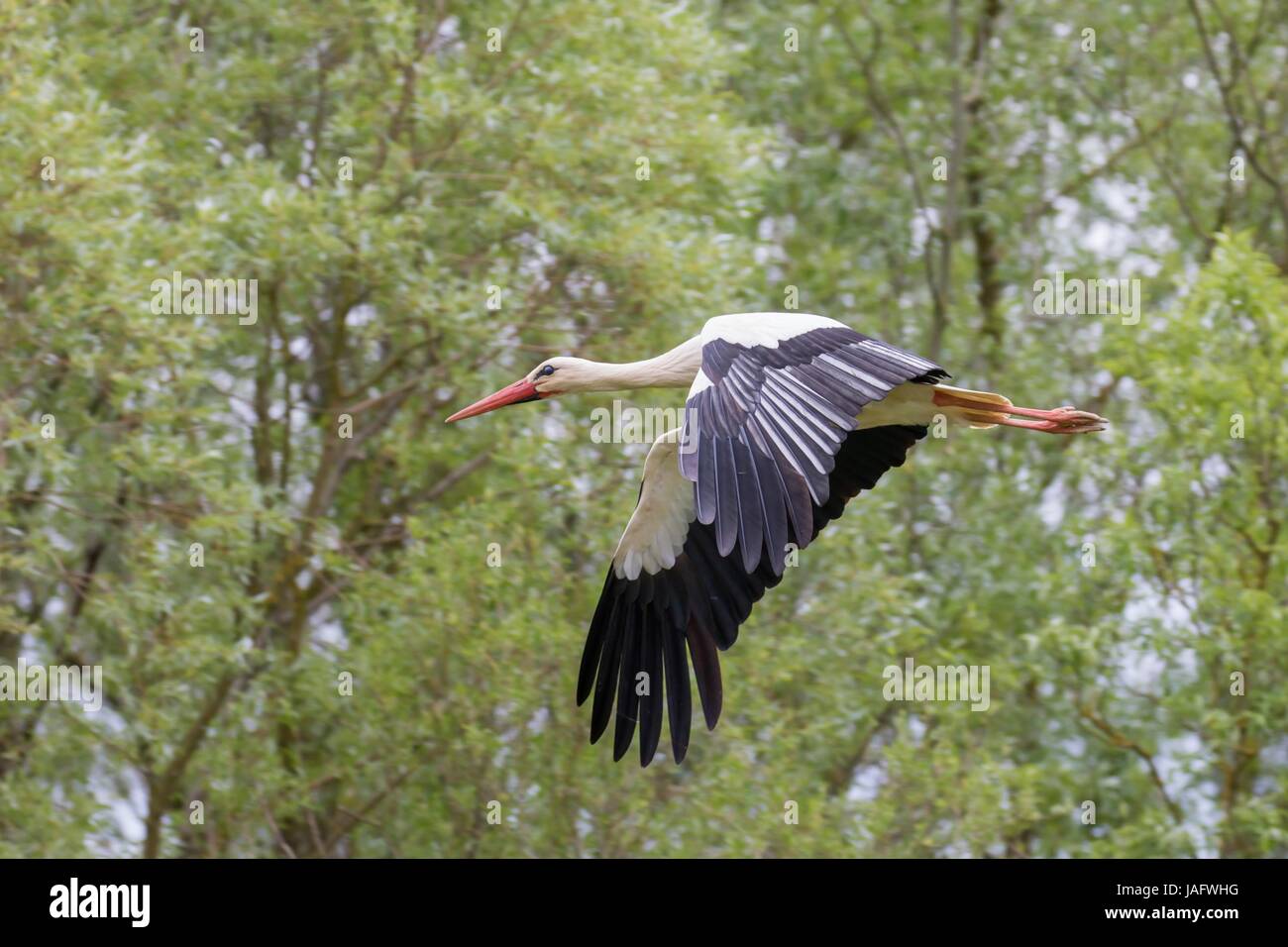 White stork in flight side view hi-res stock photography and images - Alamy