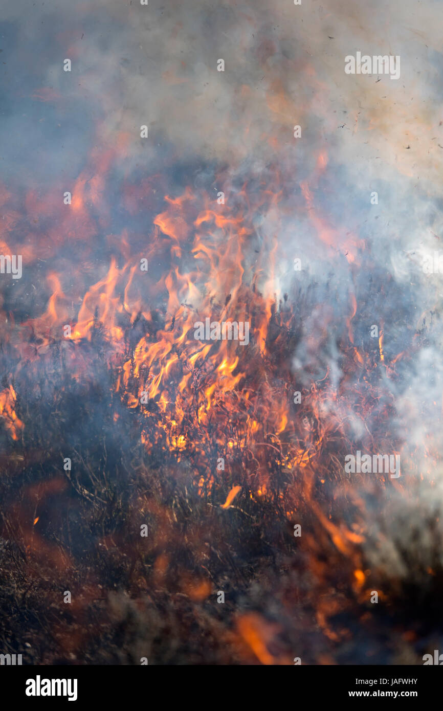 Heather burning on a Grouse Moor in the Yorkshire Dales, UK Stock Photo ...
