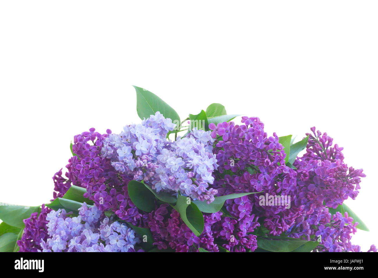 Fresh lilac flowers Stock Photo - Alamy