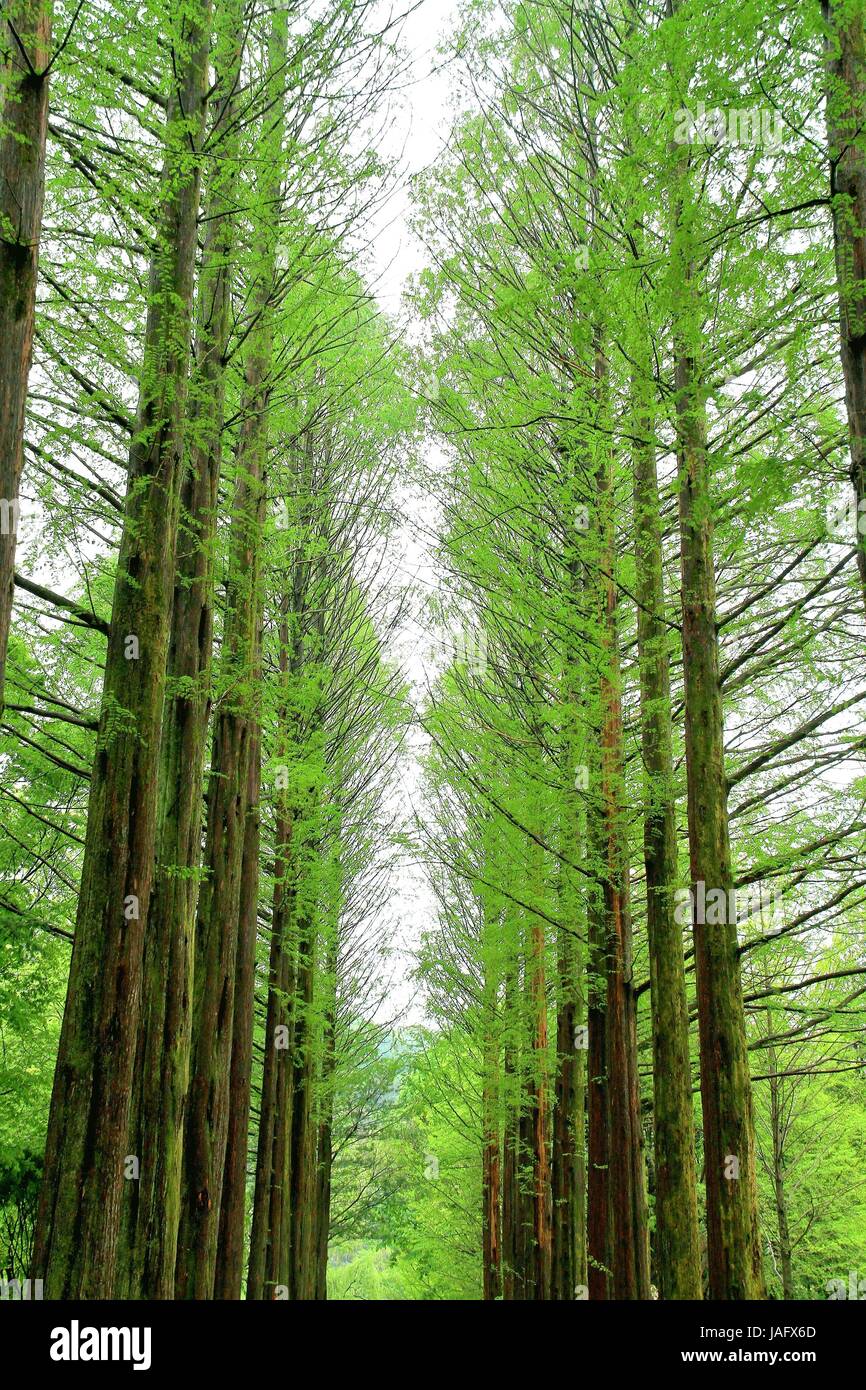 Row of green ginkgo trees in the park at Namiseom or nami Island ...