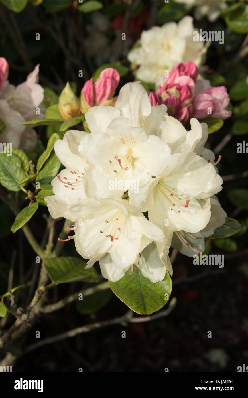 Rhododendron percy wiseman hi-res stock photography and images - Alamy