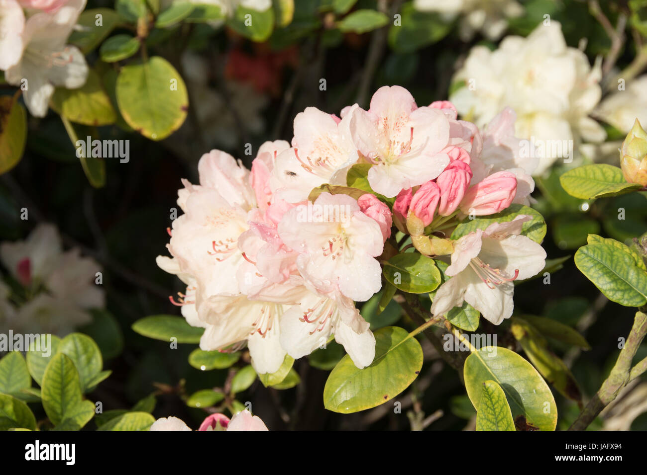 Rhododendron percy wiseman hi-res stock photography and images - Alamy