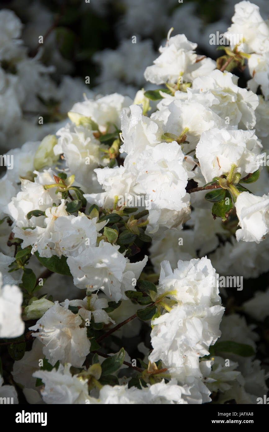 Pure white azalea hi-res stock photography and images - Alamy
