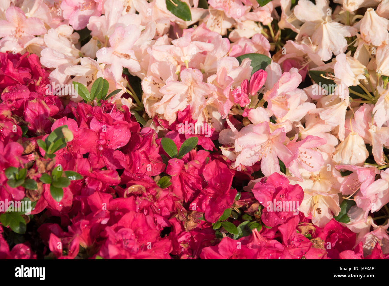 Rhododendron 'Percy Wiseman' with red azalea Stock Photo - Alamy