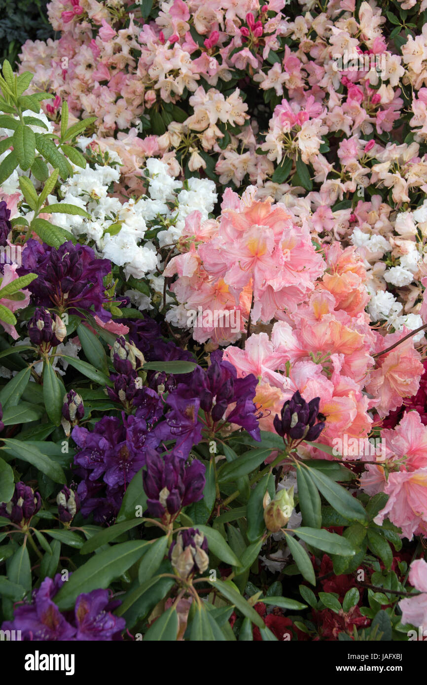assorted azaleas & rhododendrons Stock Photo - Alamy