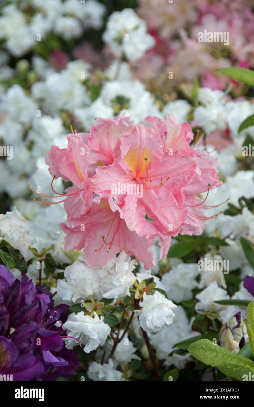 assorted azaleas & rhododendrons Stock Photo - Alamy