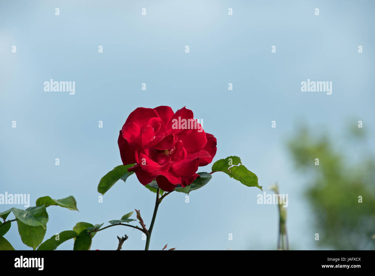 a simple red rose Stock Photo - Alamy