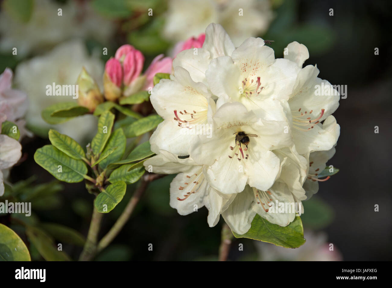 Golden rhododendrons hi-res stock photography and images - Alamy
