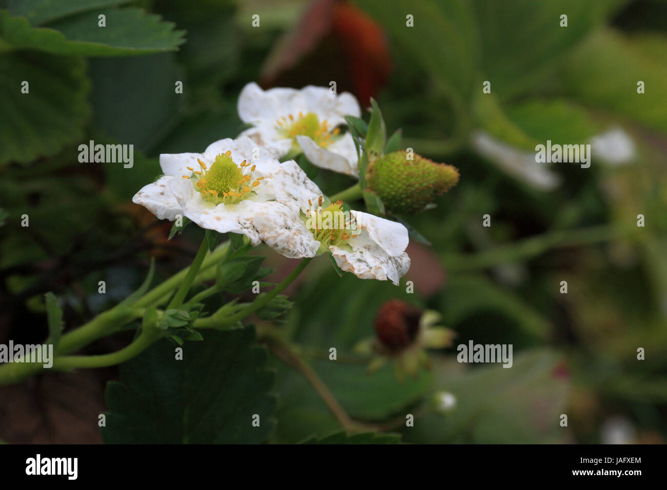 flowering strawberry plant Stock Photo - Alamy