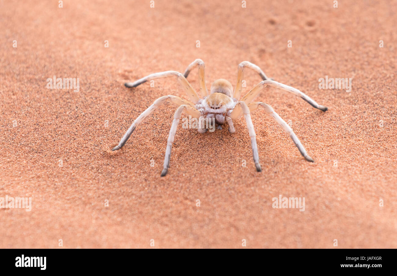 A female Dancing White Lady Spider (Leucorchestris arenicola) in the ...