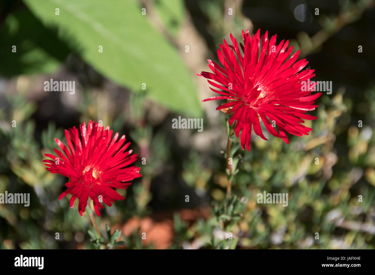 Perennial livingstone daisy hi-res stock photography and images - Alamy