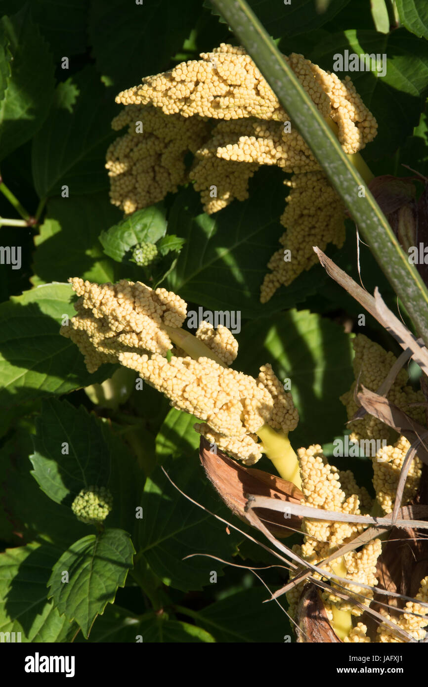 Flower panicles on a hardy fan palm : Trachycarpus Fortunei - Chusan ...