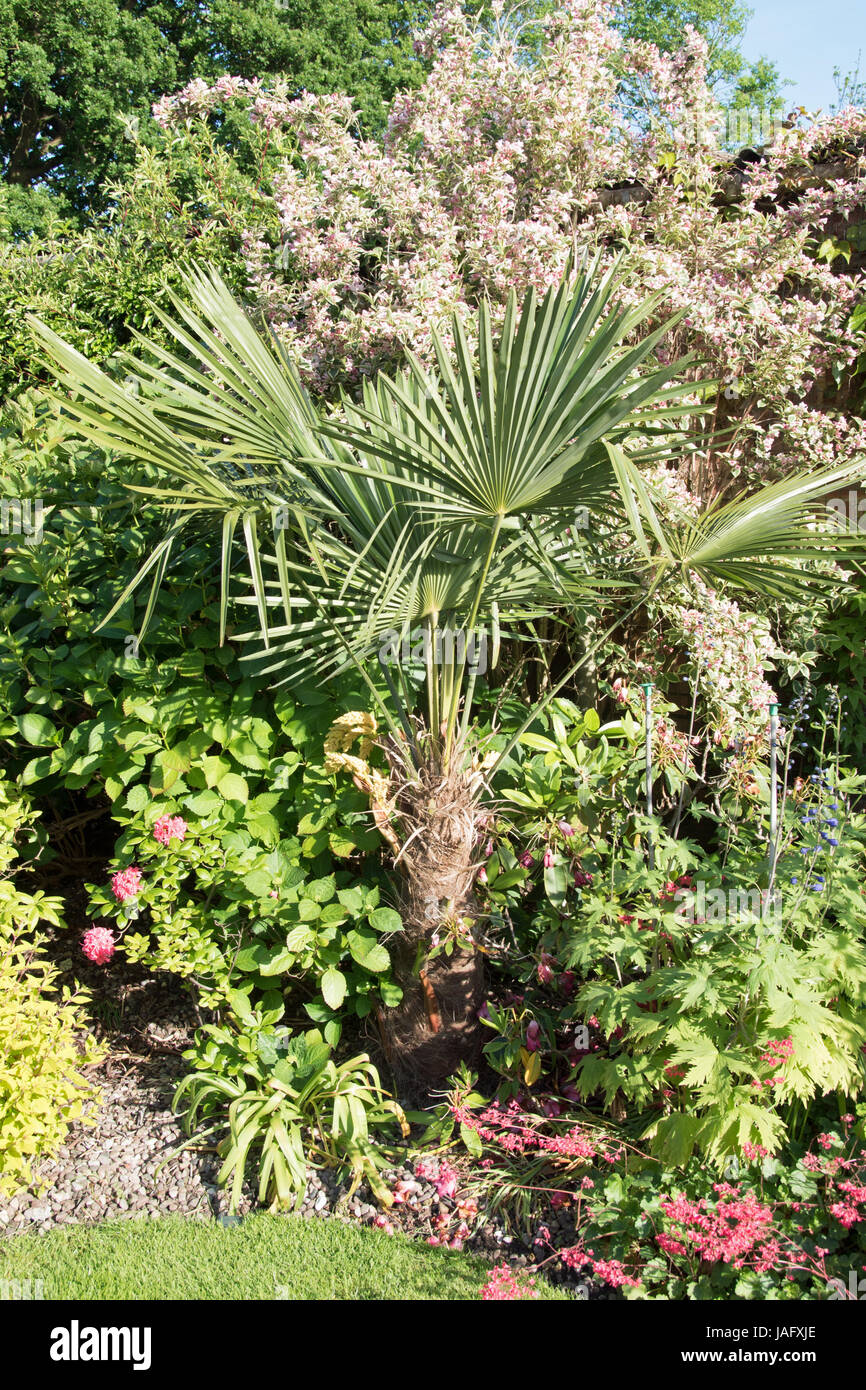 Flower panicles on a hardy fan palm : Trachycarpus Fortunei - Chusan ...