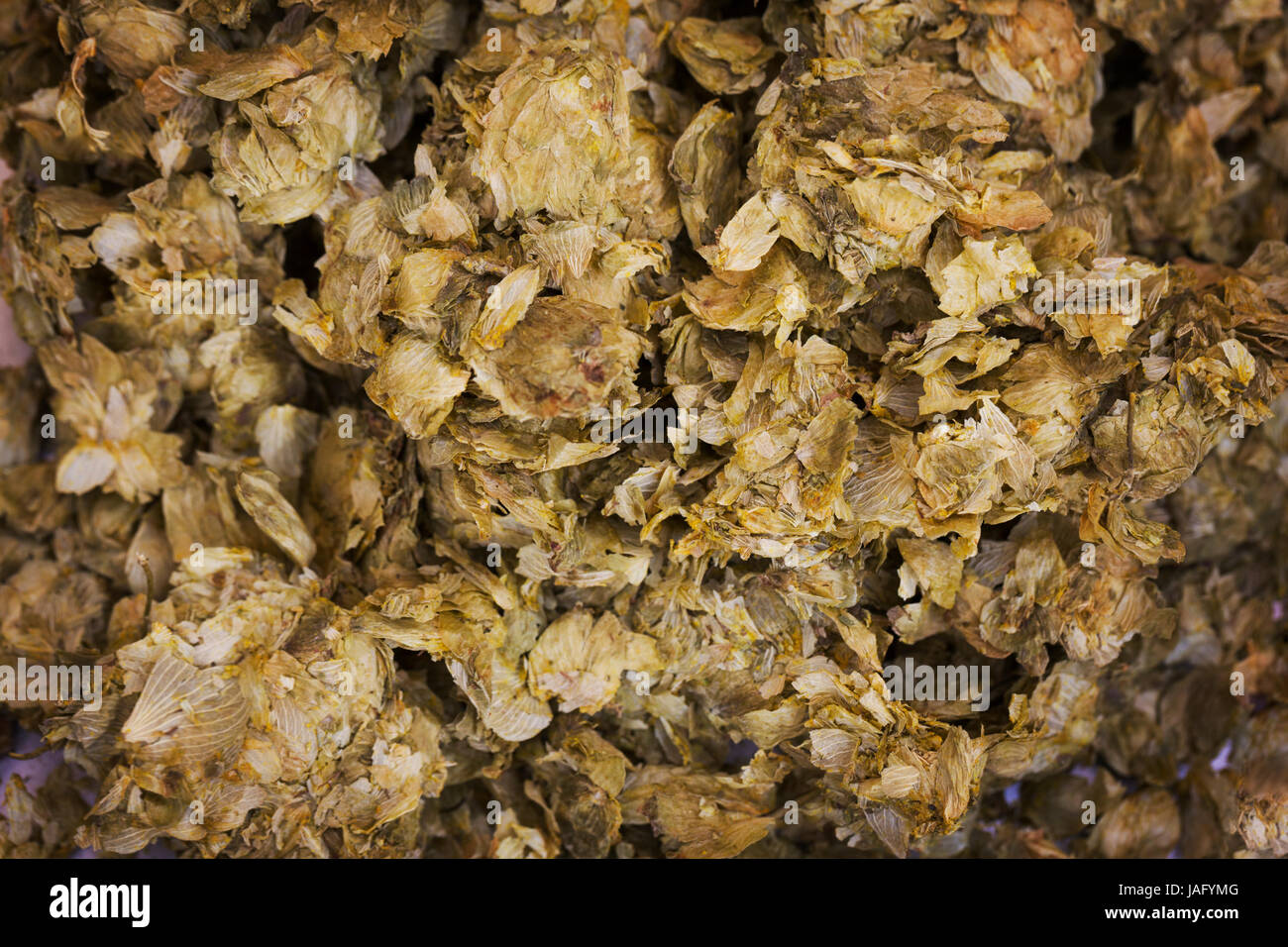Close up of dried hops, a major ingredient in beer brewing Stock Photo ...