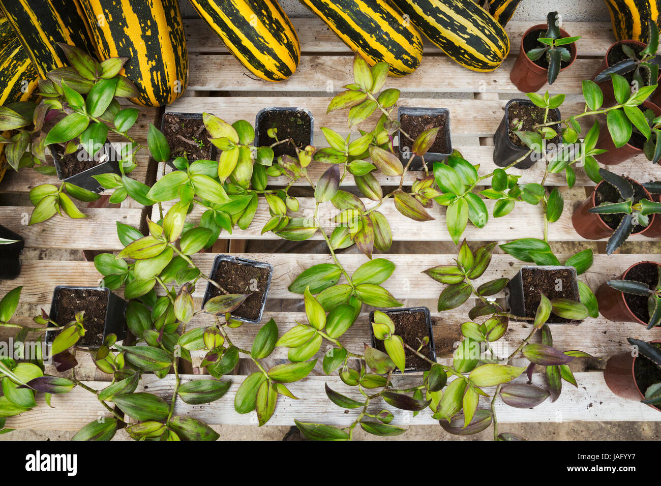 Yellow gourds hi-res stock photography and images - Alamy