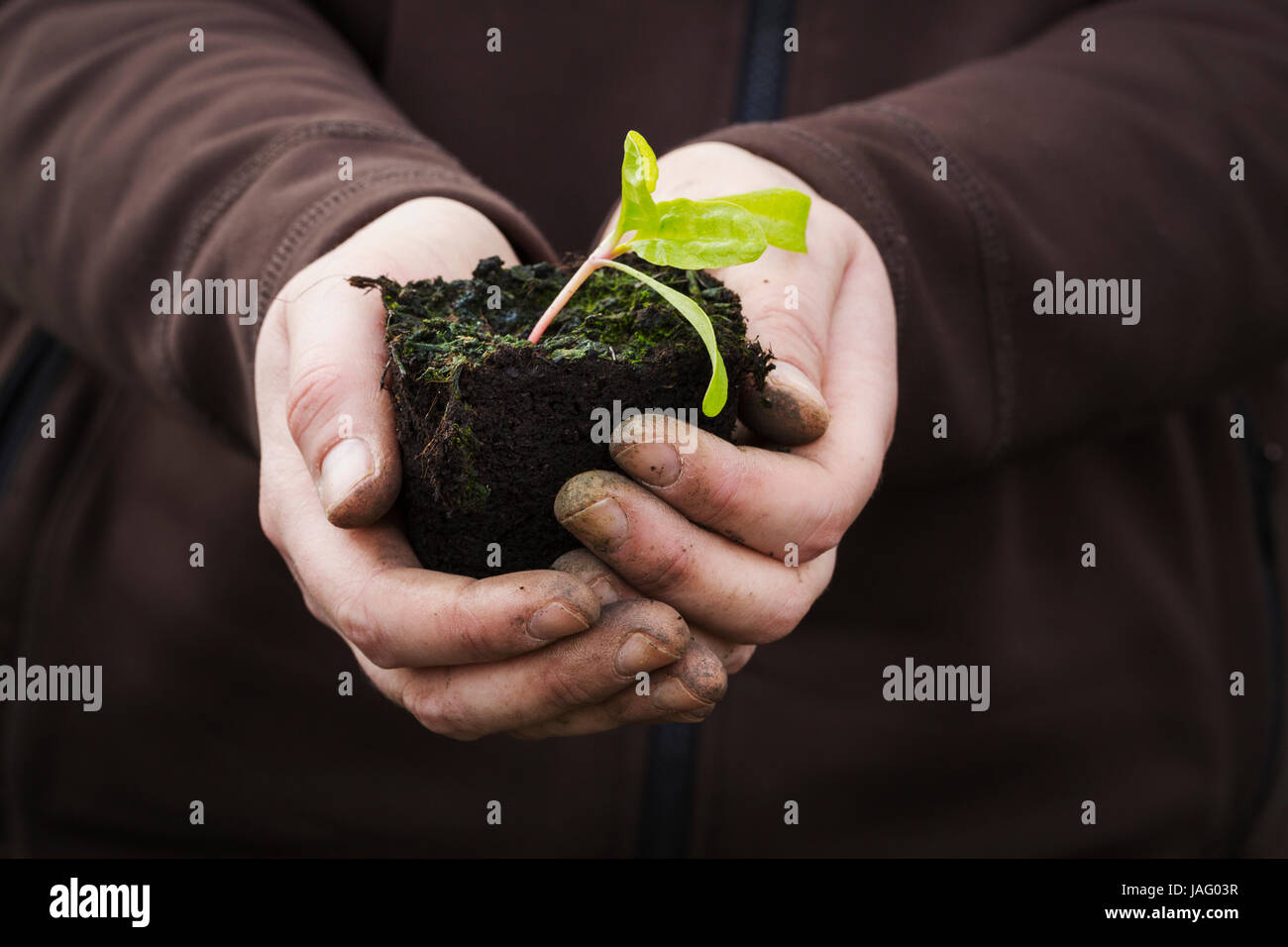 Close up of human hands holding a seedling with one leaf ready for ...
