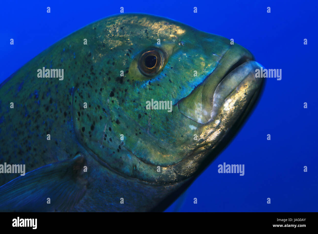 Bluefin trevally fish (Caranx melampygus) underwater in tropical waters ...
