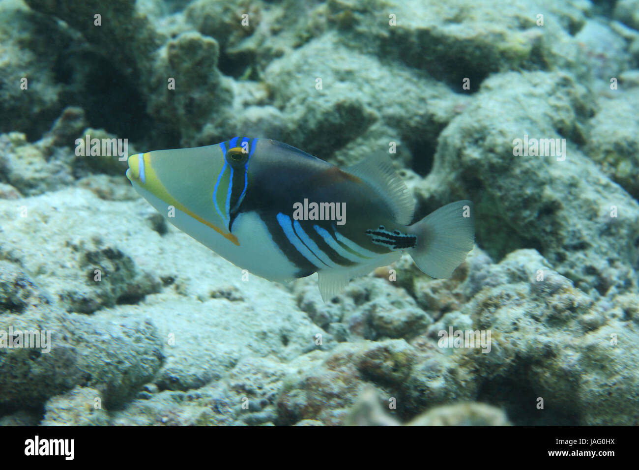 White-banded triggerfish (Rhinecanthus aculeatus) underwater in the ...