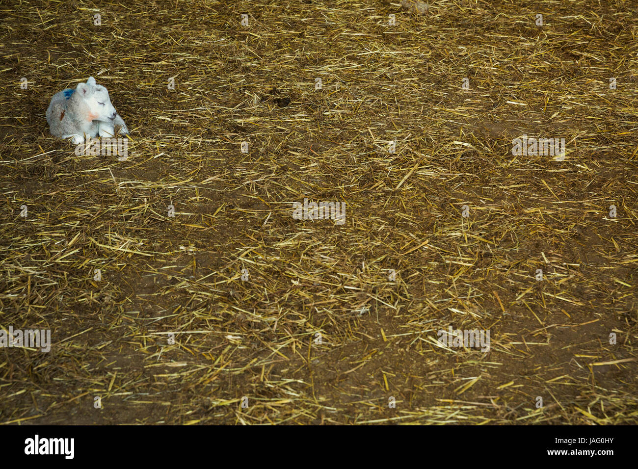 Newborn lamb lying on a bed of straw in a stable Stock Photo - Alamy