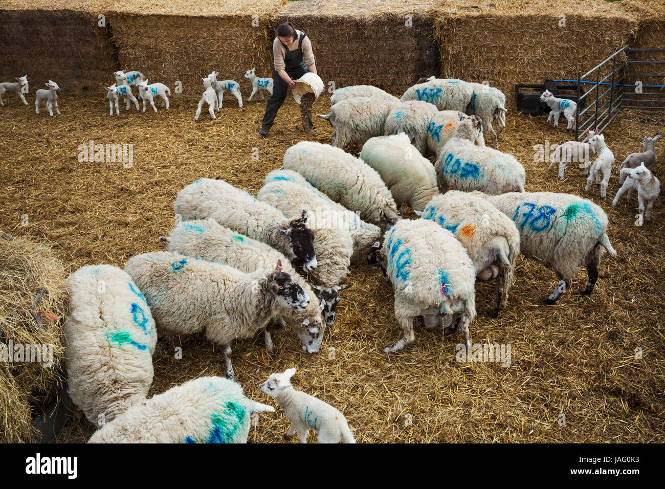 Flock of sheep and newborn lambs with blue numbers painted onto their ...