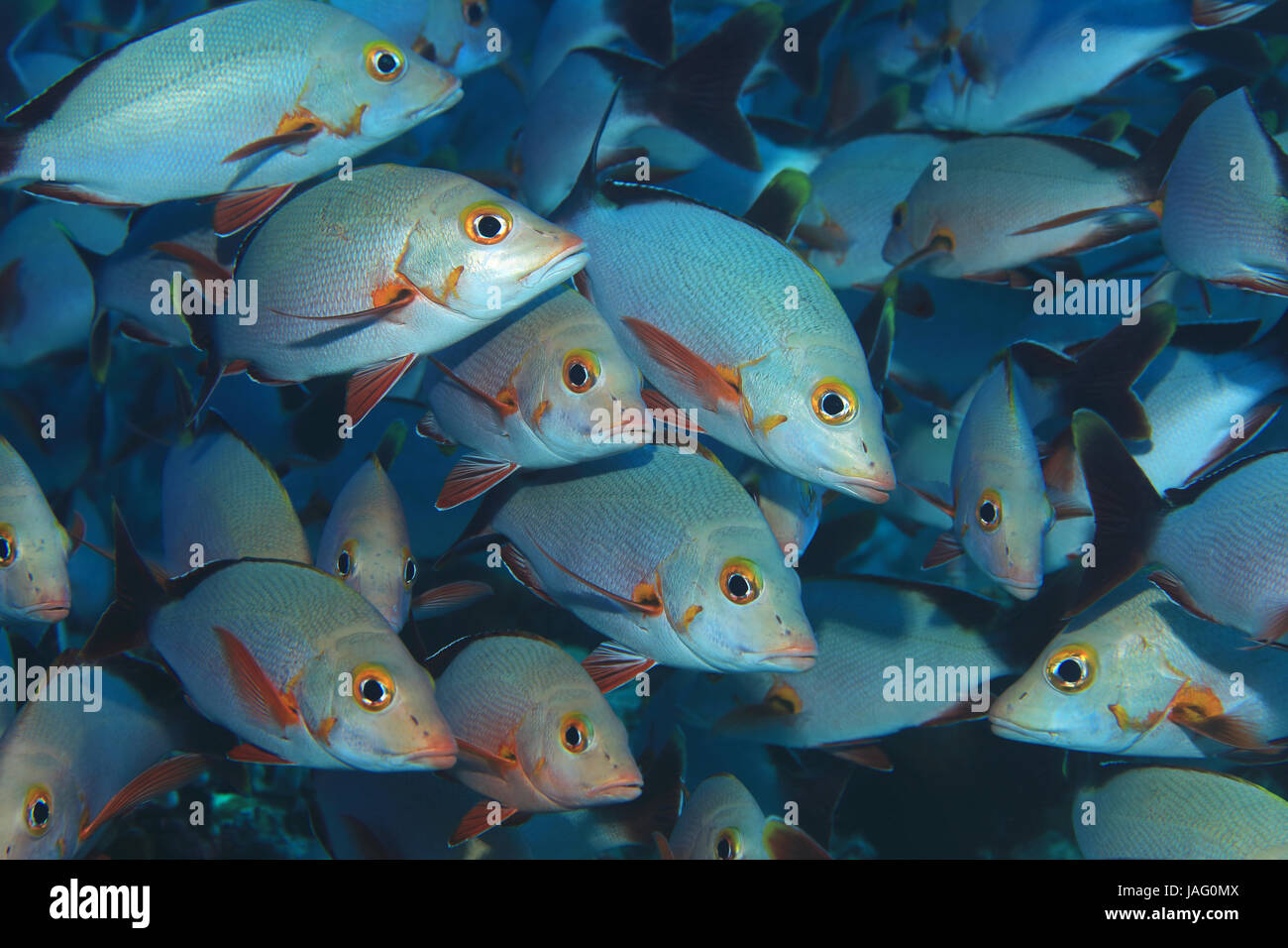 Shoal of Humpback red snappers (Lutjanus gibbus) underwater in the ...