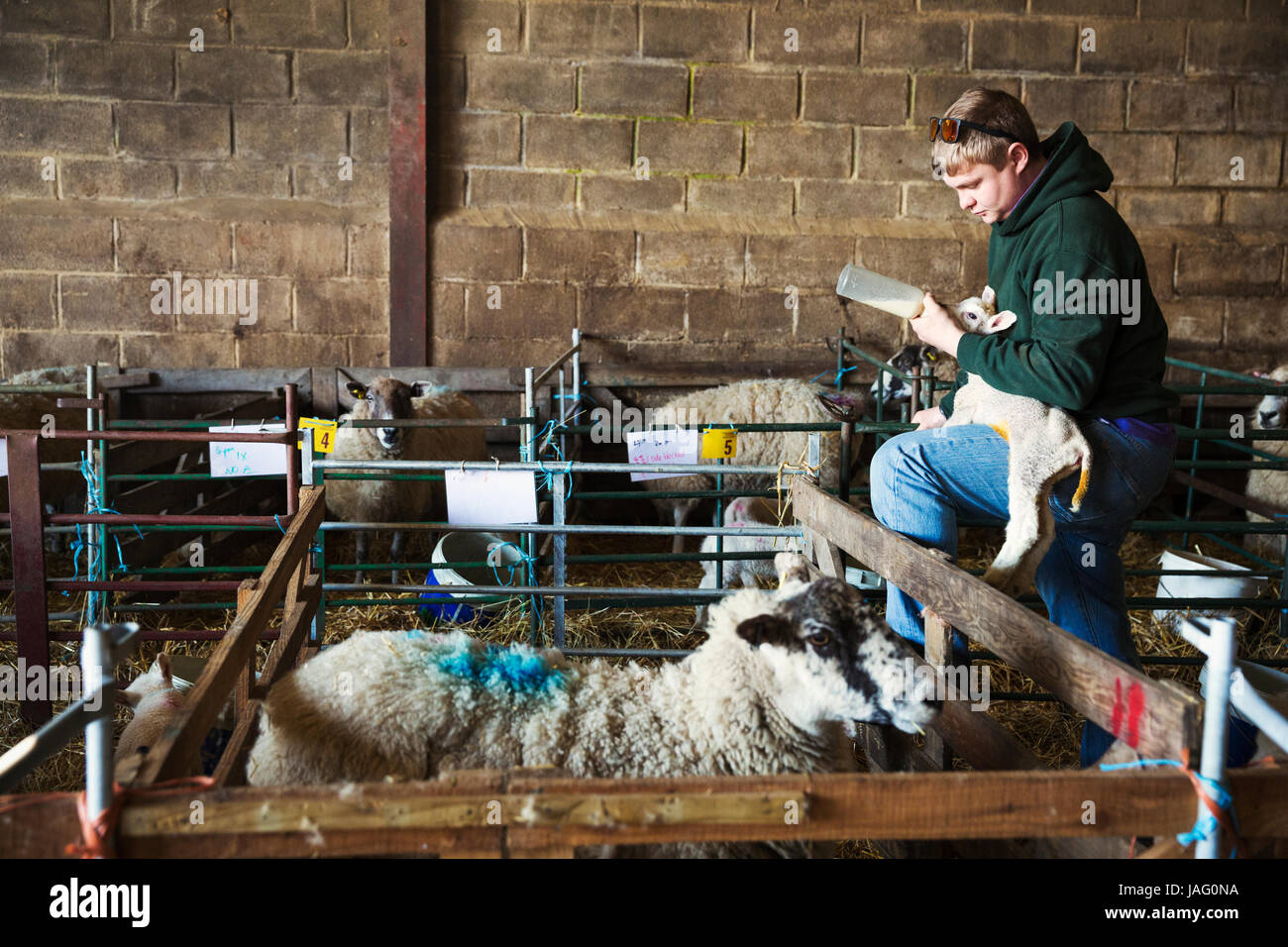 Young man holding lamb hi-res stock photography and images - Alamy