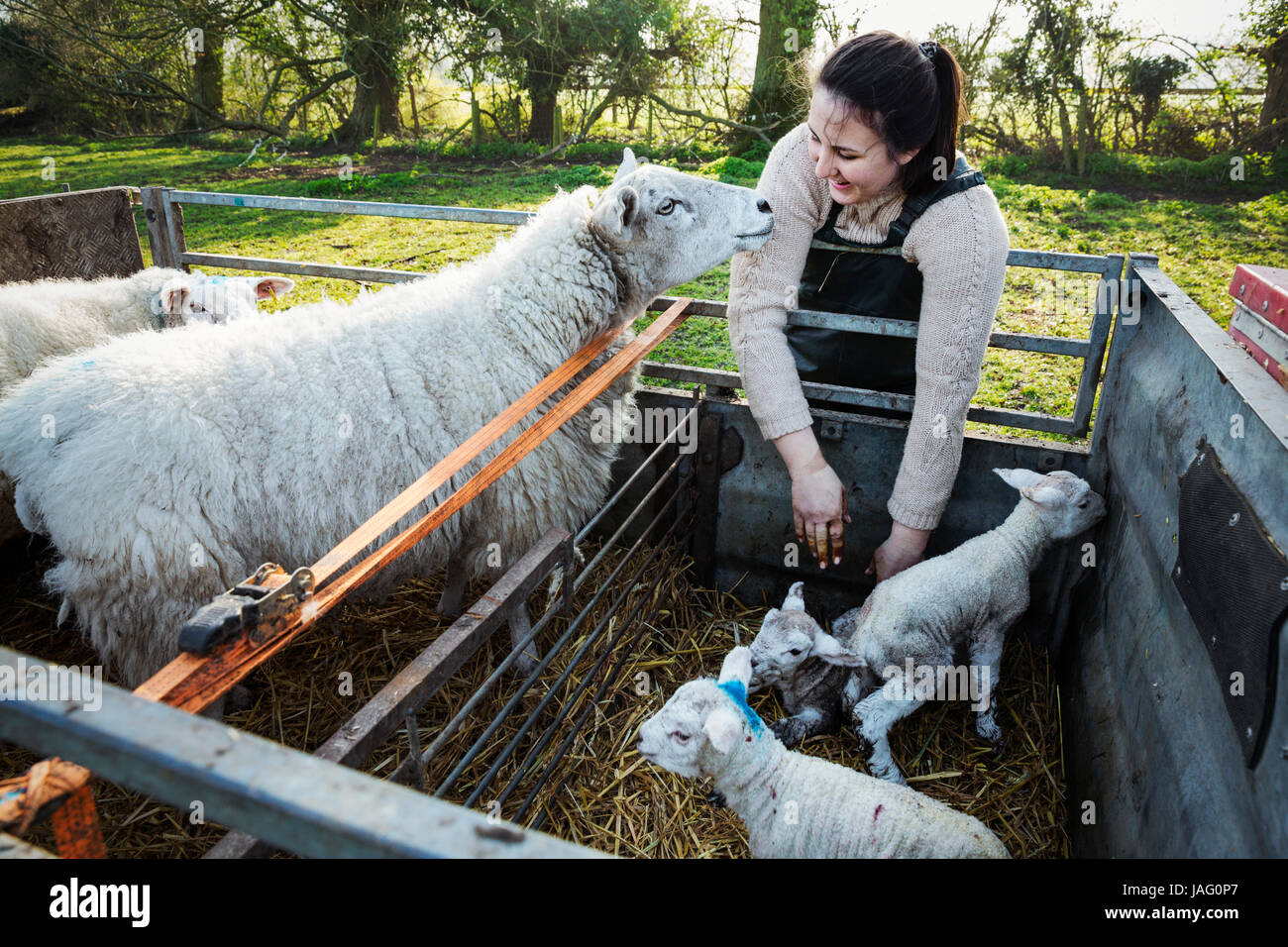 Two ewes hi-res stock photography and images - Alamy