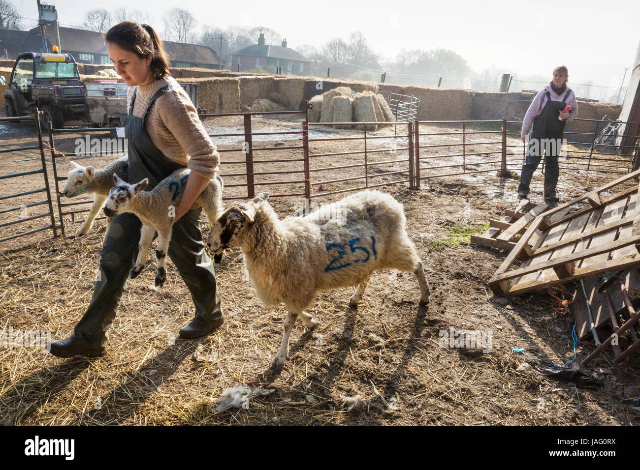 Sheep walking into pen hi-res stock photography and images - Alamy