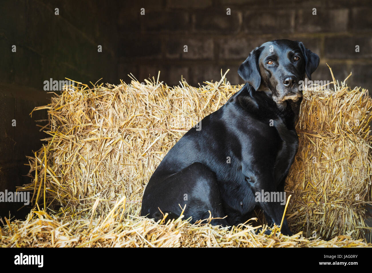 Black Labrador dog sitting on a bale of straw in a stable Stock Photo ...