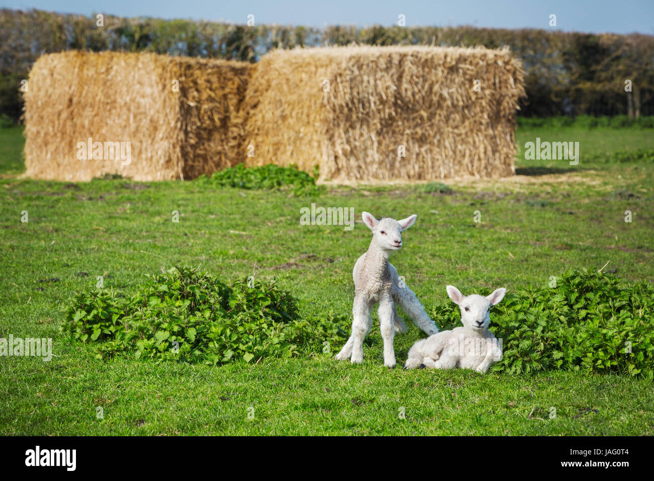 Two newborn lambs on a pasture, large stacks of straw in the background ...