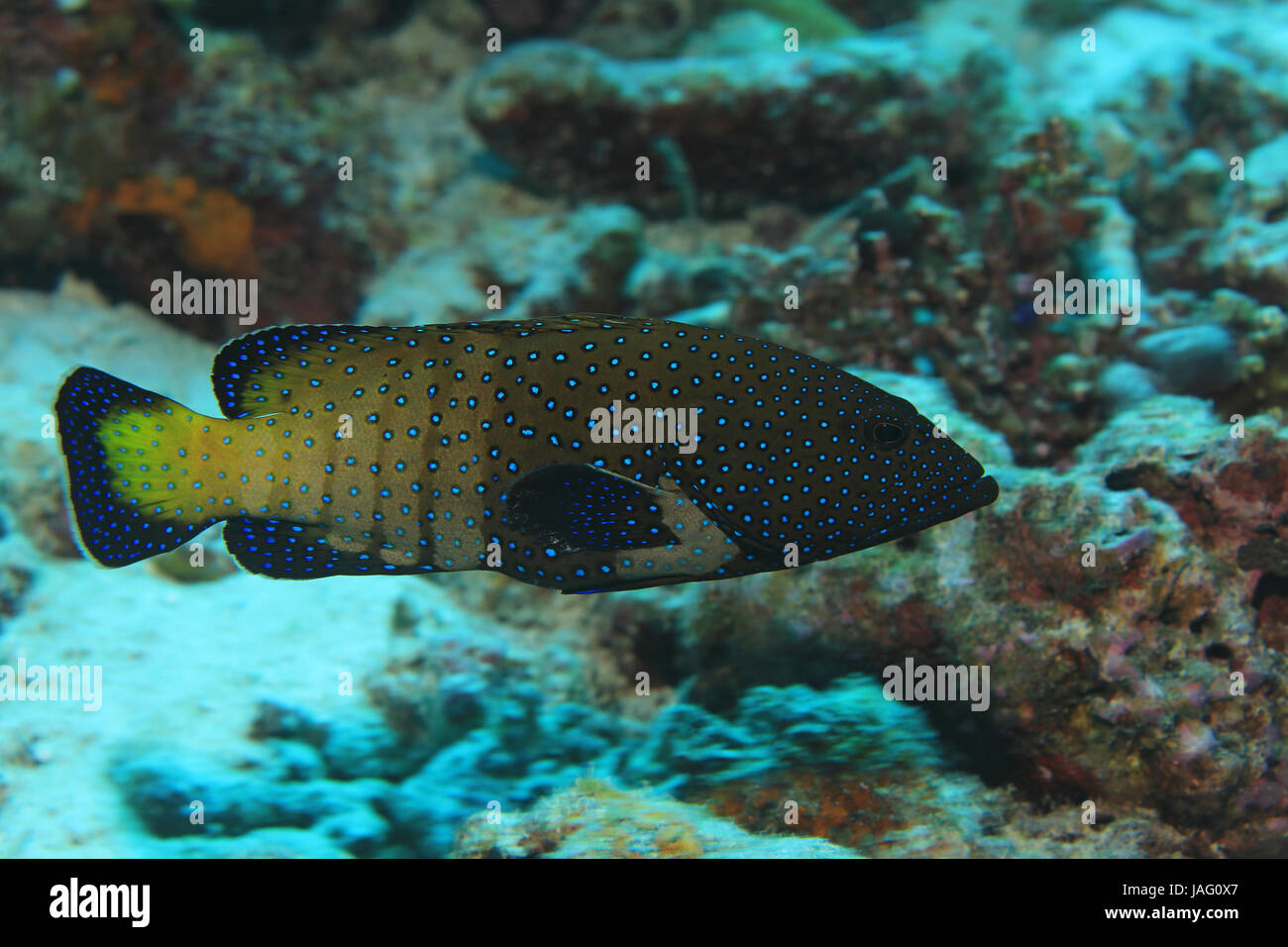 Peacock hind grouper fish (Cephalopholis argus) in the tropical coral ...