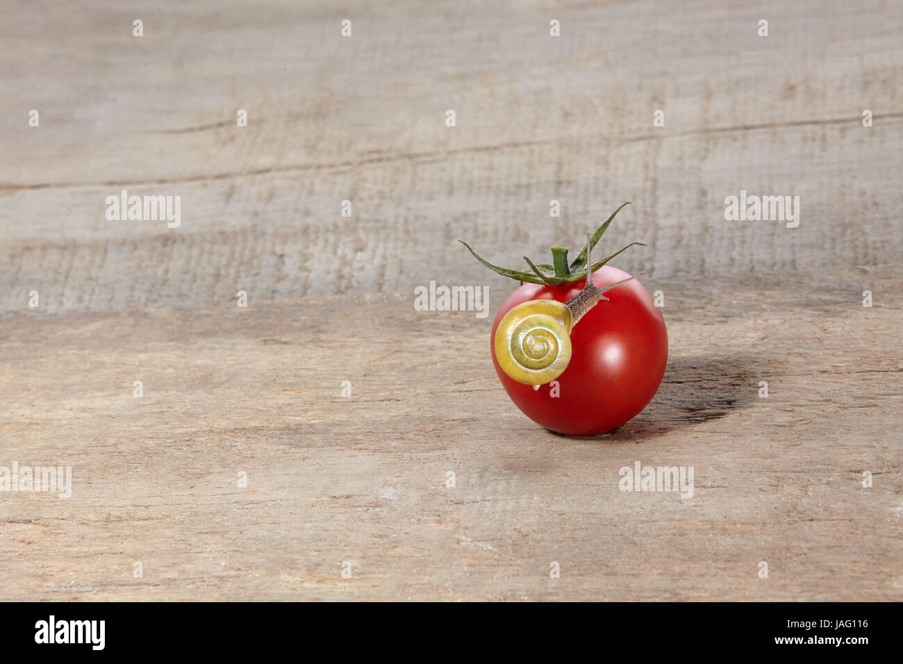 Animal tomato food snail hi-res stock photography and images - Alamy