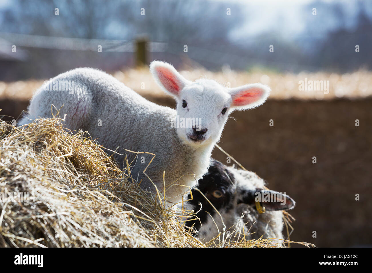 Newborn lamb peeking out from behind a bale of straw Stock Photo - Alamy