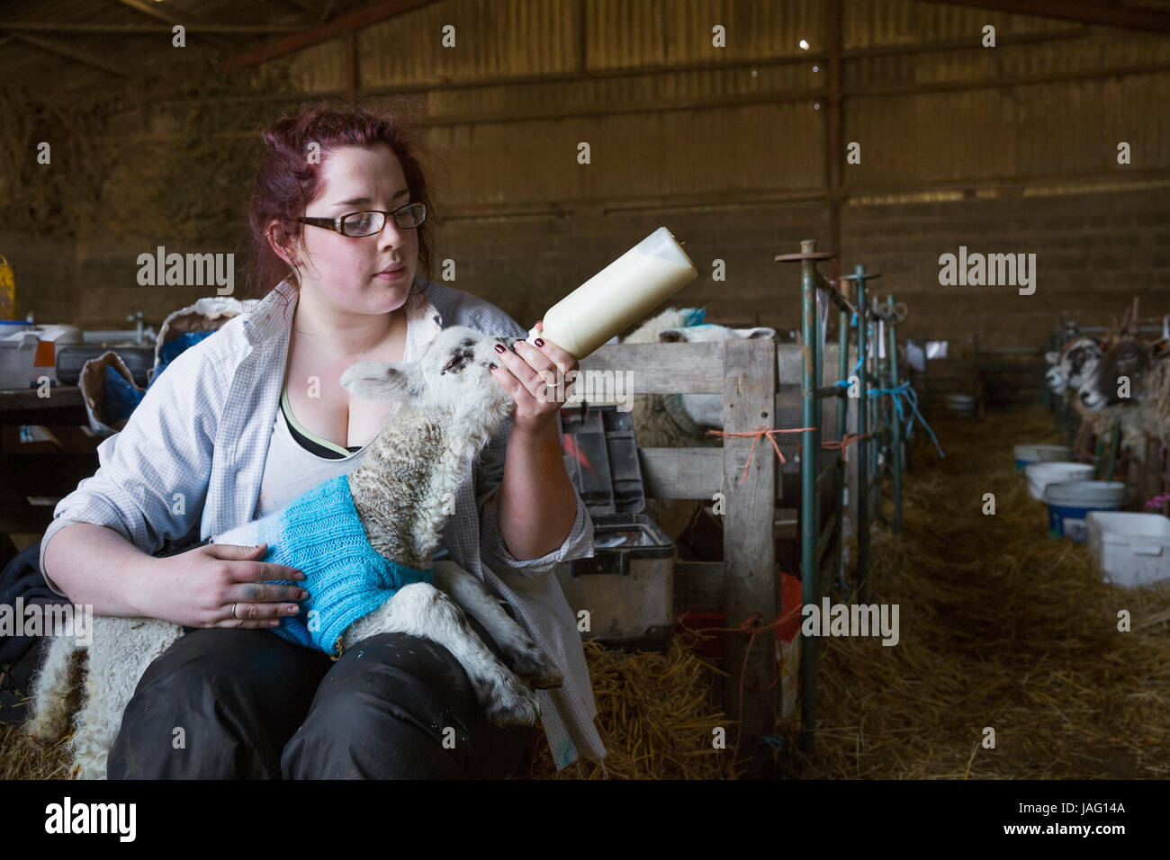 Woman feeding lamb hi-res stock photography and images - Alamy