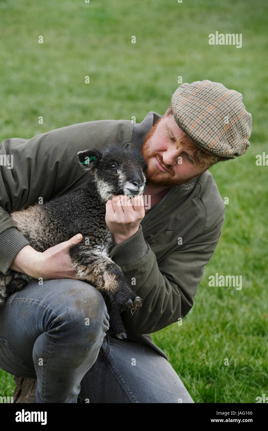 A farmer holding a young lamb in his arms checking on the animal Stock ...
