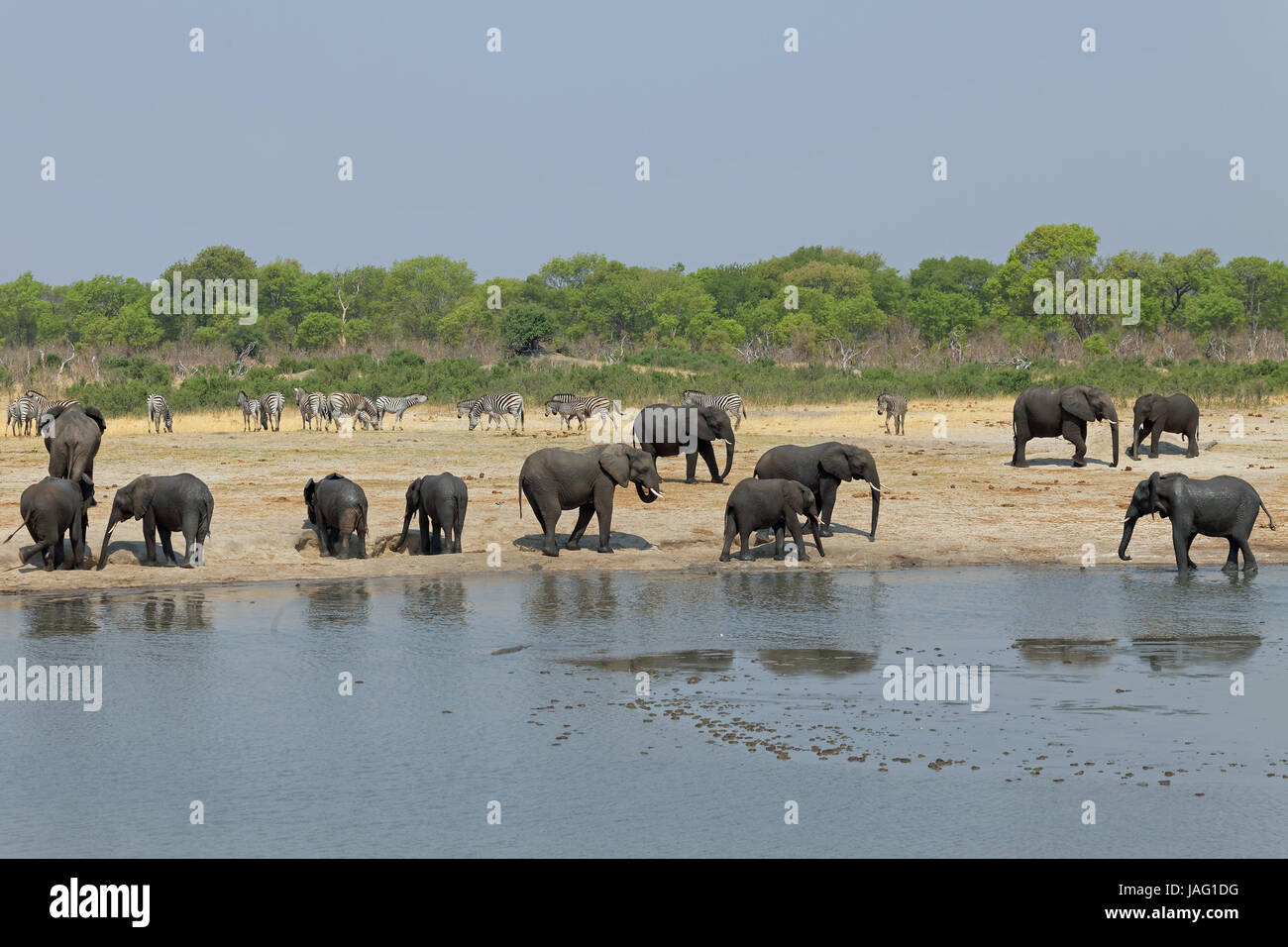 Im Hwange Nationalpark Stock Photo - Alamy