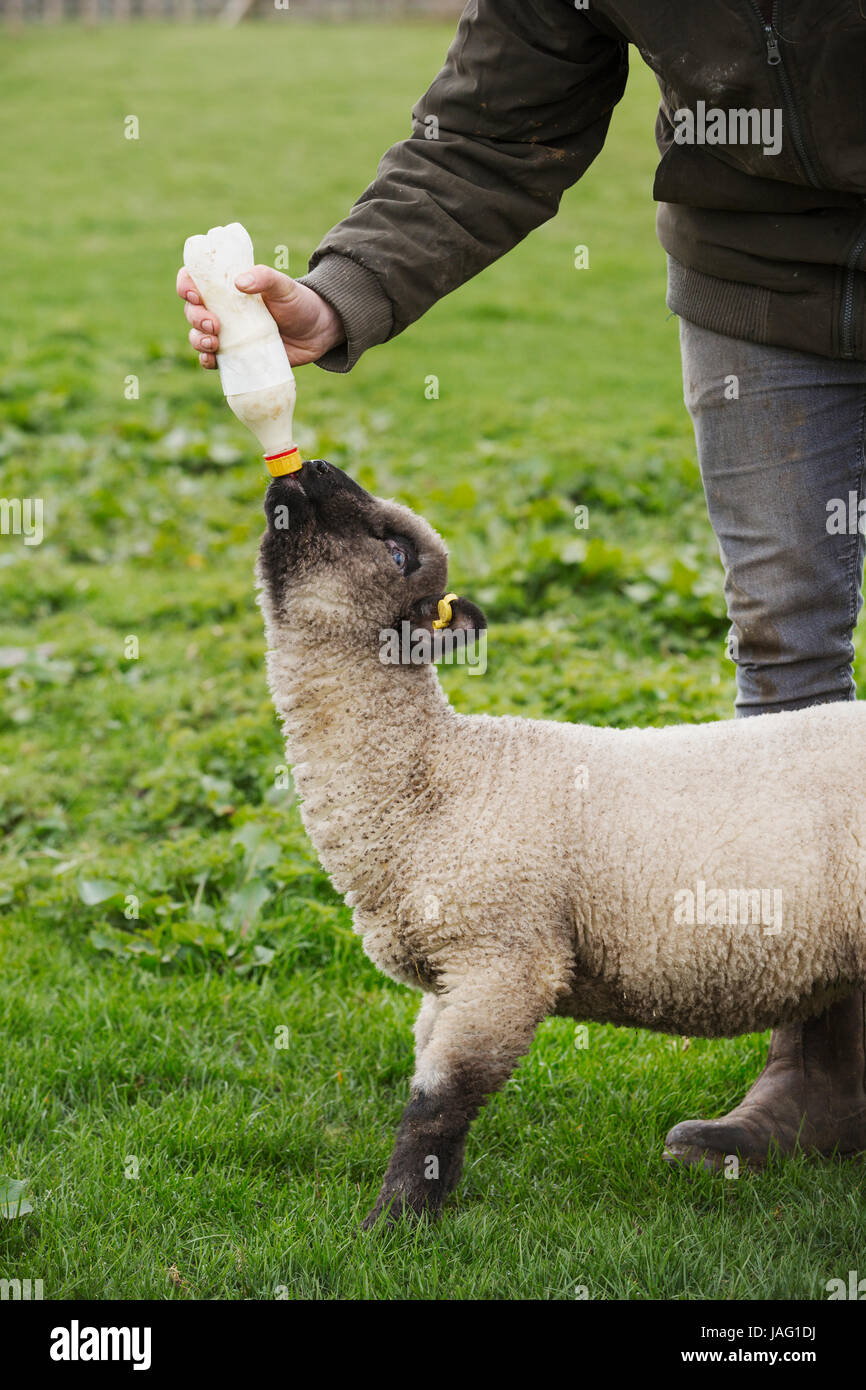 Lamb young man hi-res stock photography and images - Alamy