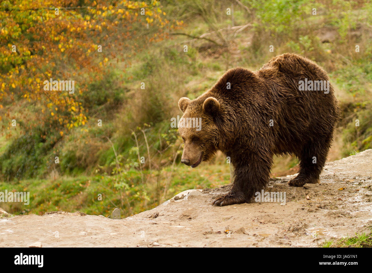 Front view cute grizzly bear hi-res stock photography and images - Alamy