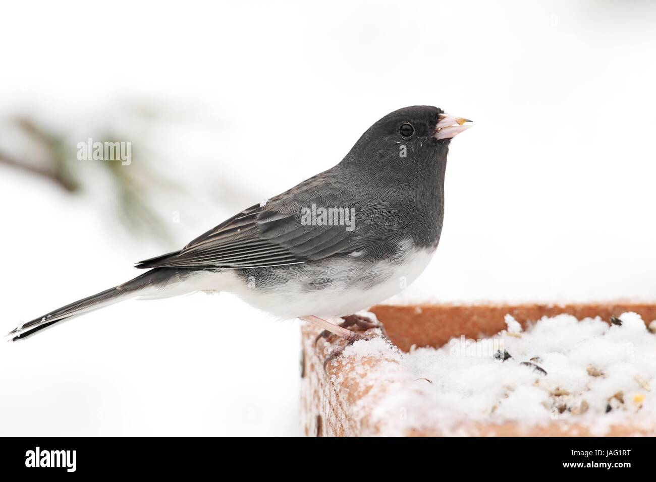 Dark-eyed Junco (junco hyemalis) on a snow covered feeder in winter ...