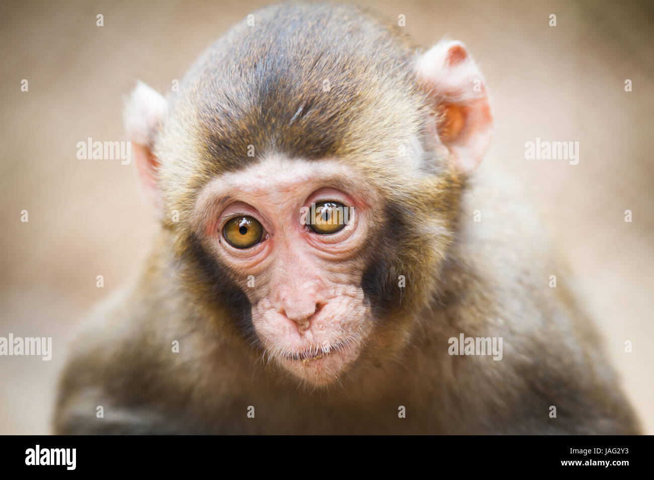 Closeup of a baby Japanese macaque (Macaca fuscata Stock Photo - Alamy