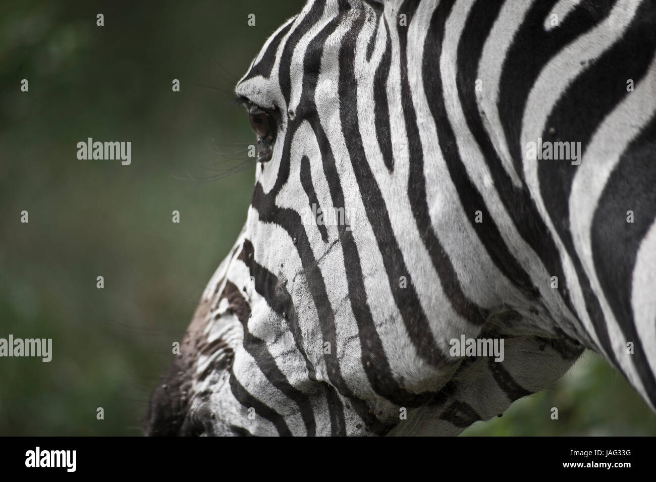 Zebra. Nairobi National Park, Kenya Stock Photo - Alamy