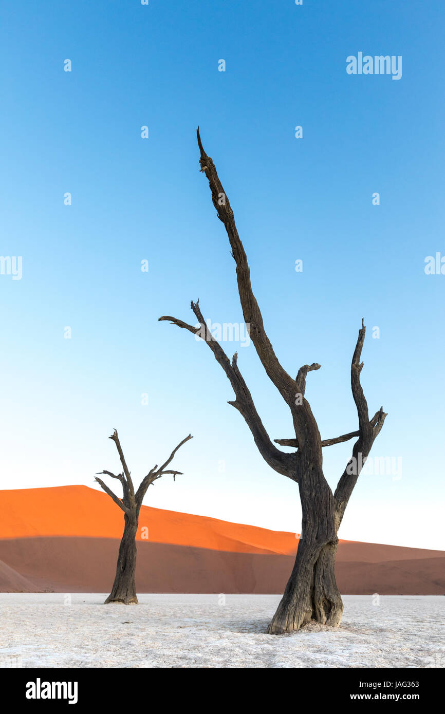 Africa namibia deadvlei dead trees hi-res stock photography and images ...