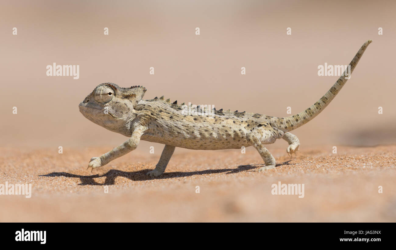Desert adapted Namaqua Chameleon (Chamaeleo namaquensis) in the Dorob ...