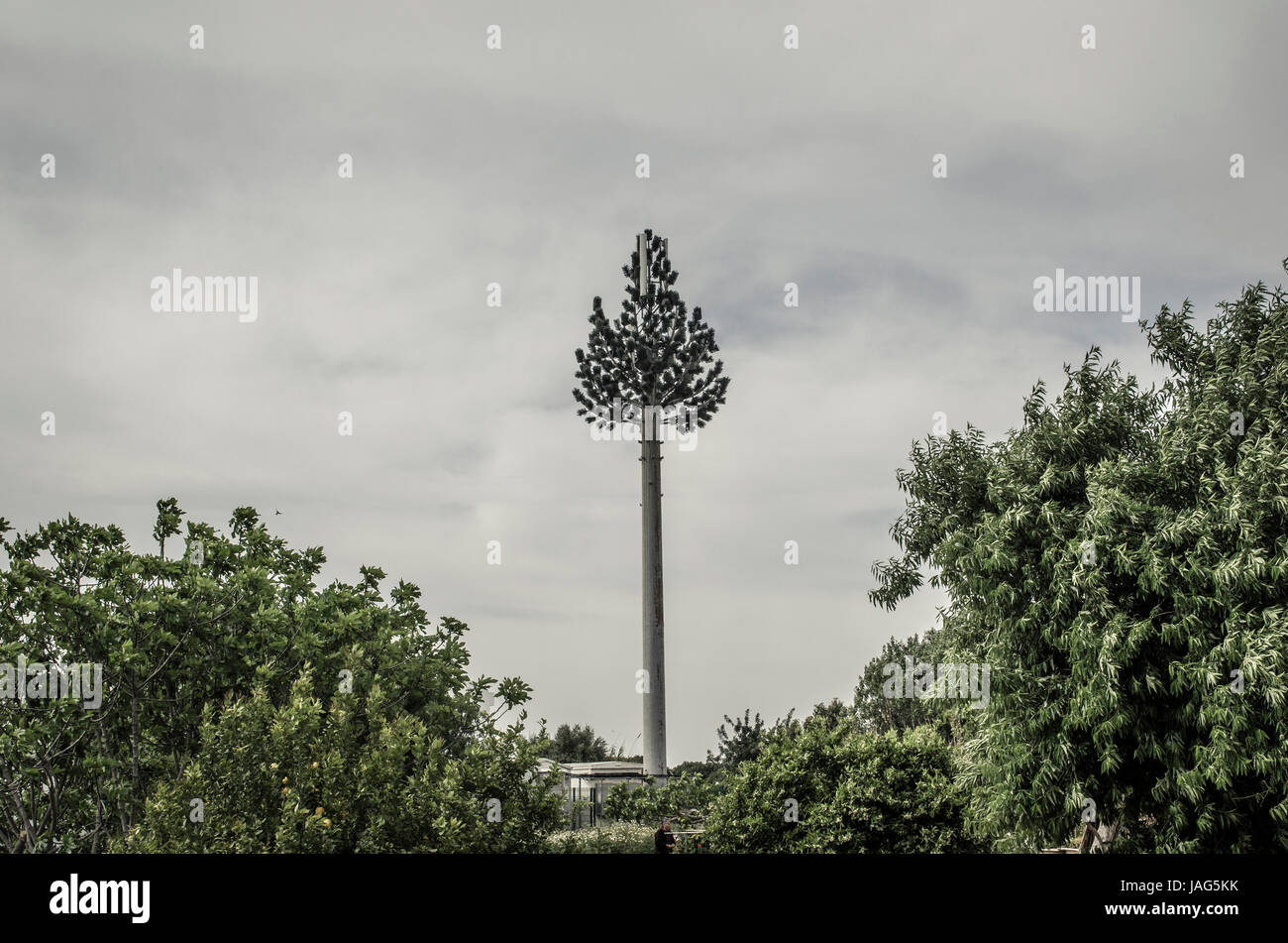 telecommunication tower arial disguised as tree Stock Photo - Alamy