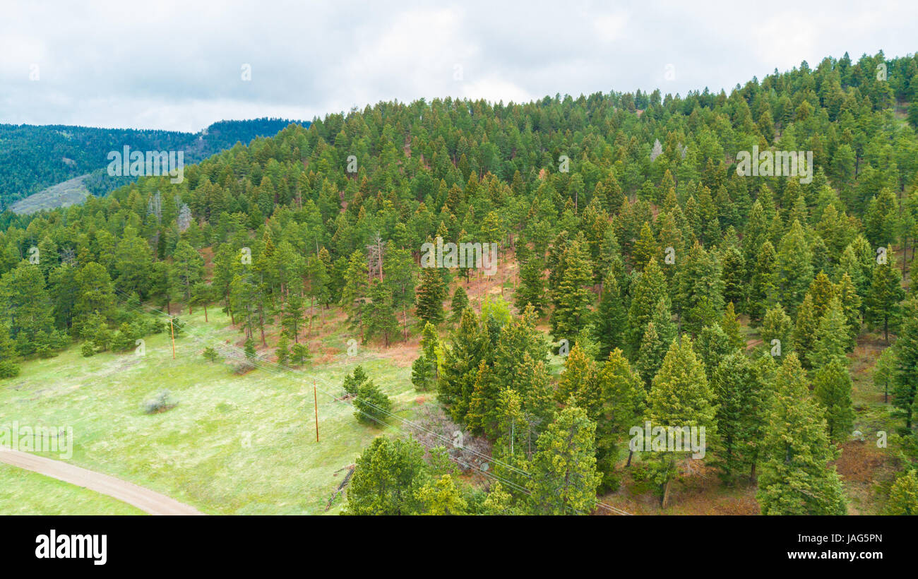 Aerial view of evergreen forest in the mountains Stock Photo - Alamy