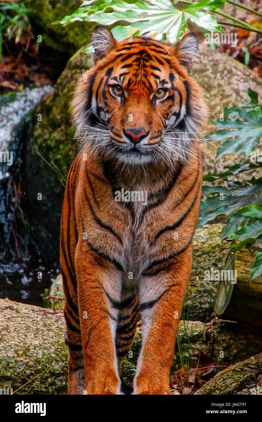 Seltene katze hi-res stock photography and images - Alamy